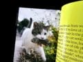 Catnip Magazine Volume 1 - Buy from LOREM (not Ipsum)